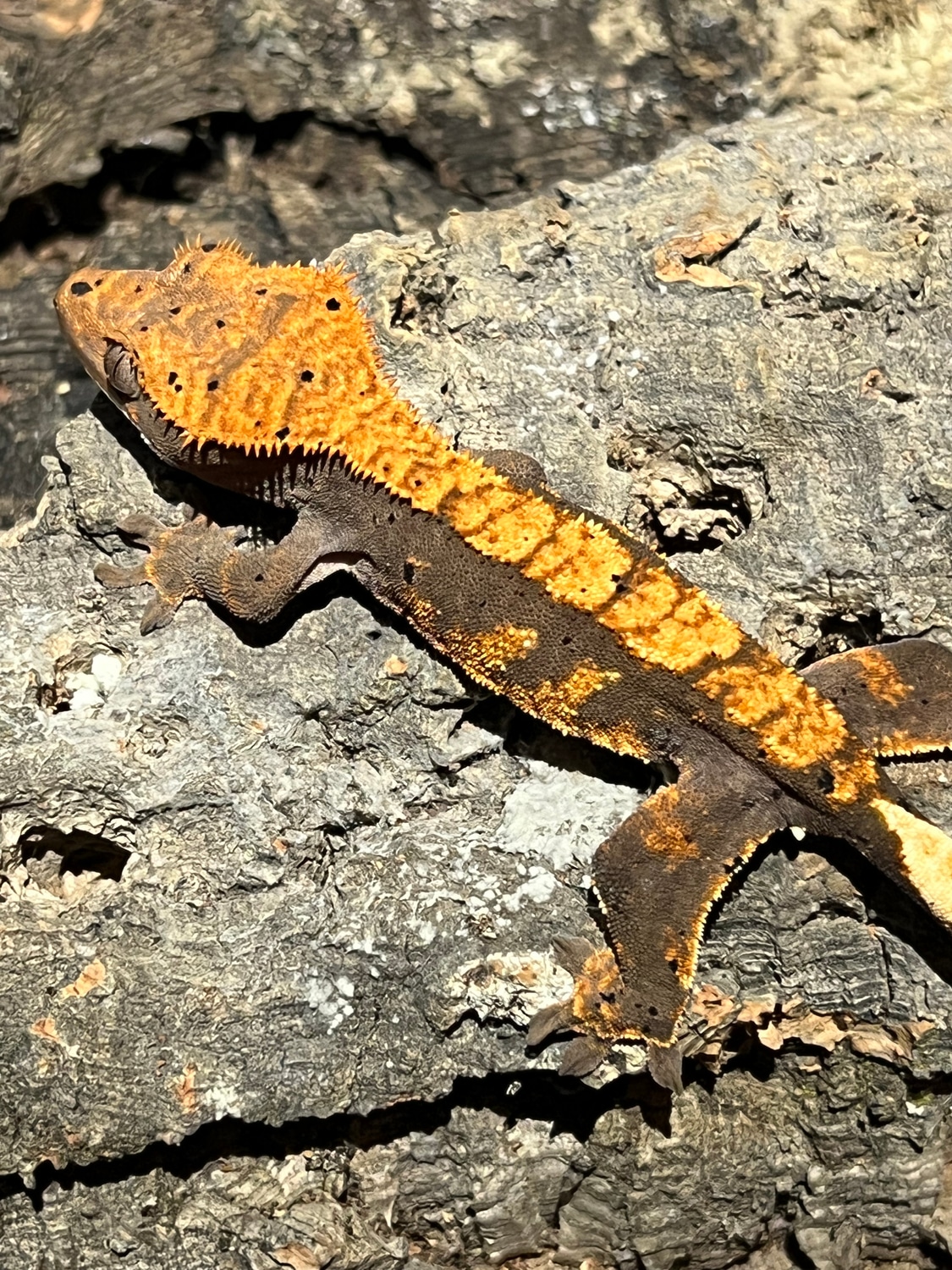Harlequin Dalmatian Crested Gecko by The Derpy Gecko - MorphMarket