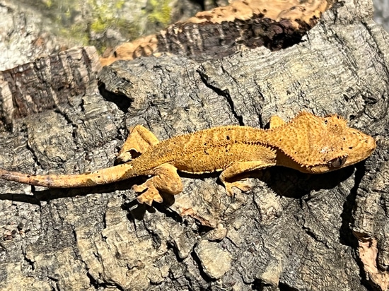 Yellow Brindle Dalmatian Crested Gecko by The Derpy Gecko