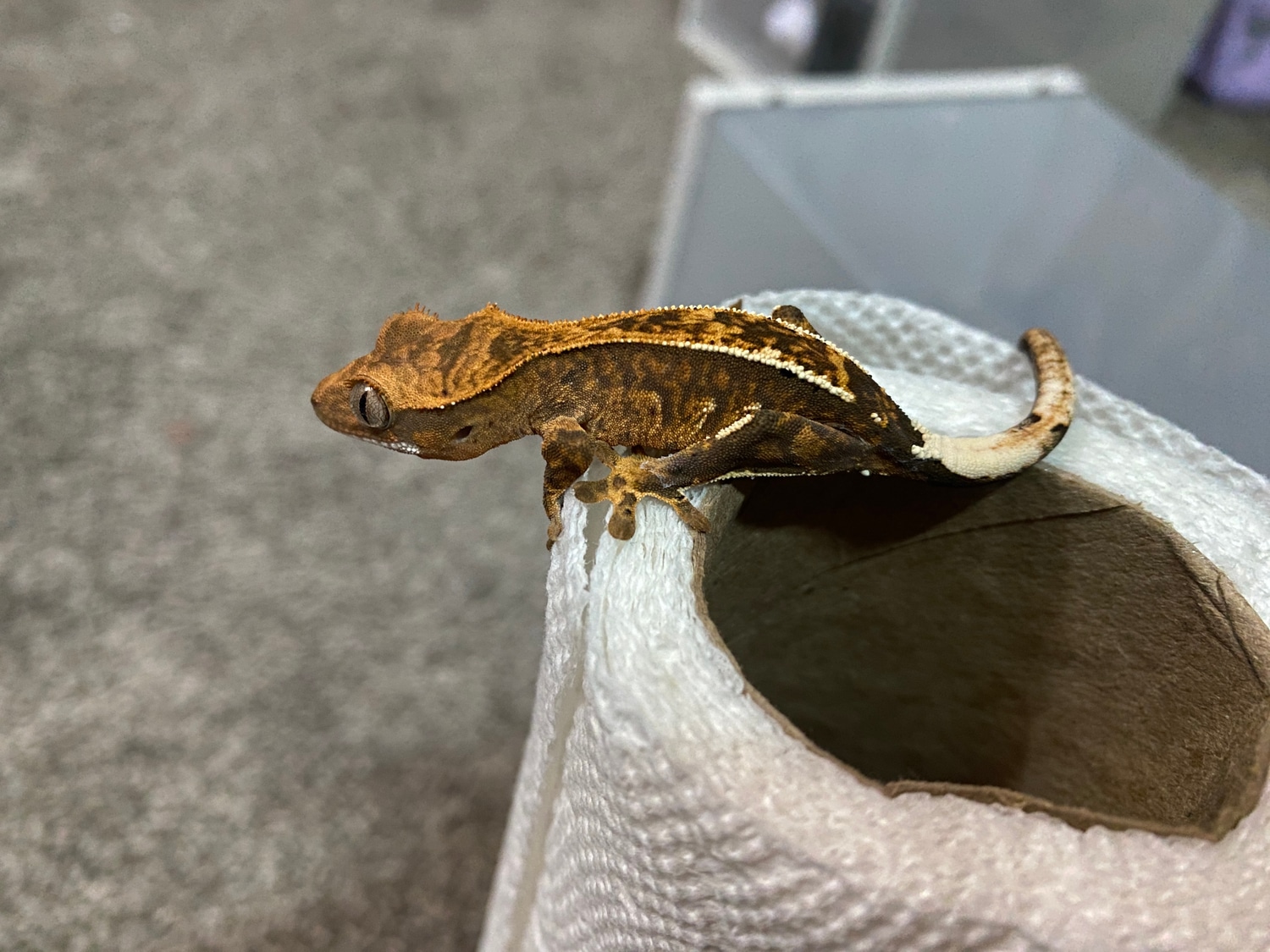 Proven Capp High Pattern Crested Gecko by The Derpy Gecko - MorphMarket