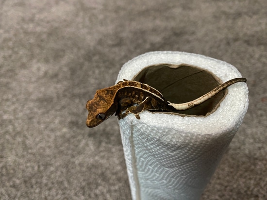 Proven Capp Empty Back Crested Gecko by The Derpy Gecko