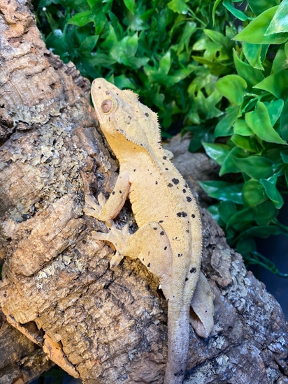 Proven Yellow Dalmatian Female Crested Gecko by The Derpy Gecko