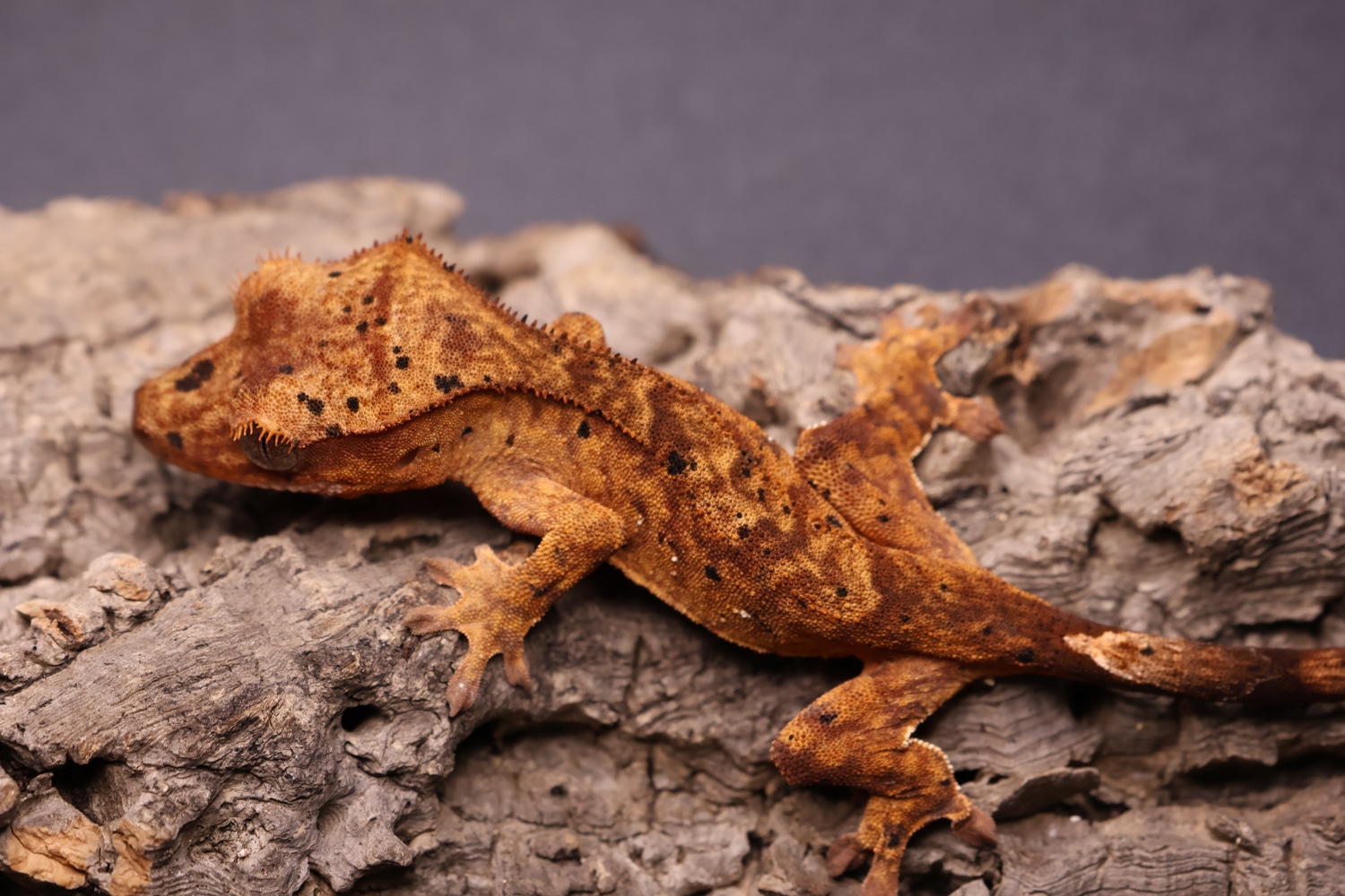 Yellow Brindle Dalmatian Crested Gecko by The Derpy Gecko - MorphMarket