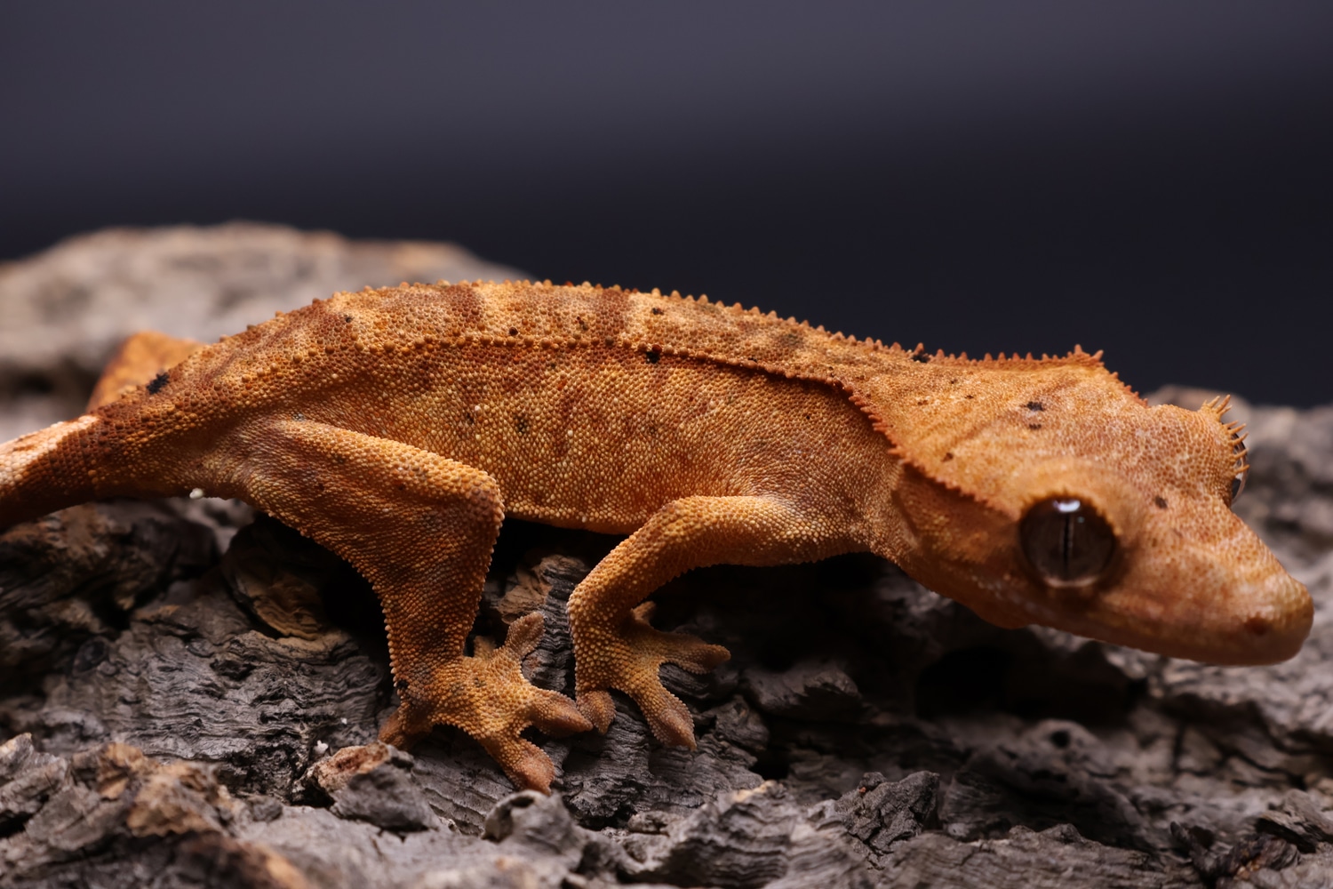 Yellow Dalmatian Crested Gecko by The Derpy Gecko - MorphMarket