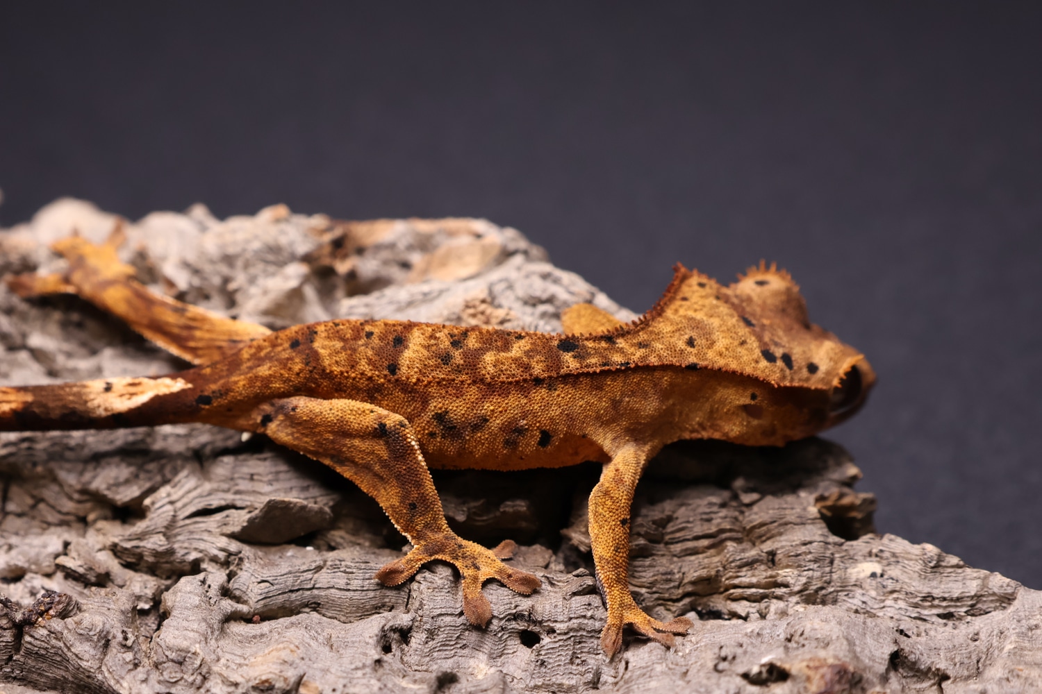 Yellow Dalmatian Crested Gecko by The Derpy Gecko - MorphMarket