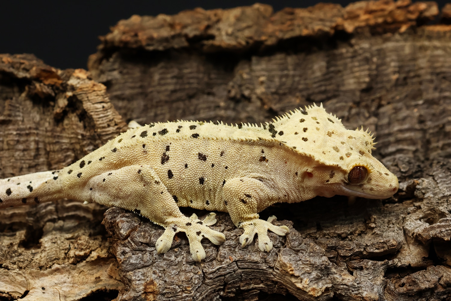 Proven Yellow Super Dalmatian Crested Gecko by The Derpy Gecko ...