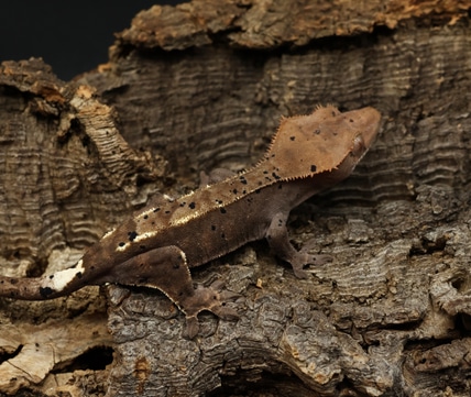 Yellow Dalmatian Crested Gecko by The Derpy Gecko - MorphMarket