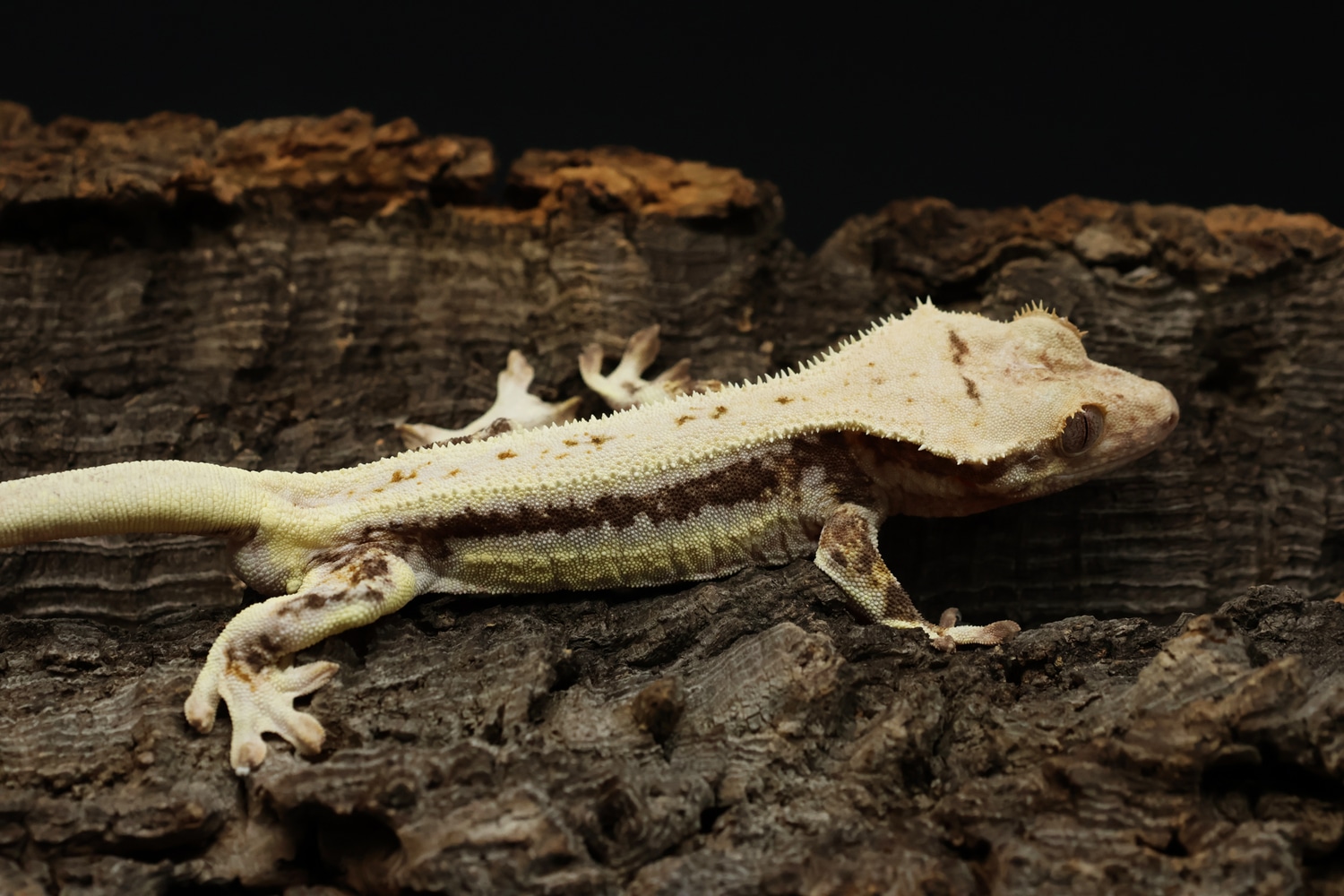 Root Beer Float Crested Gecko by The Derpy Gecko - MorphMarket