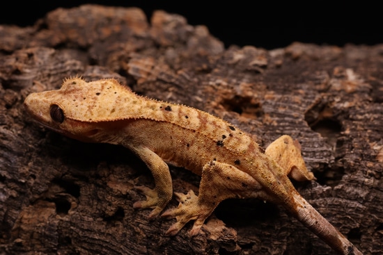 Yellow Dalmatian Crested Gecko by The Derpy Gecko
