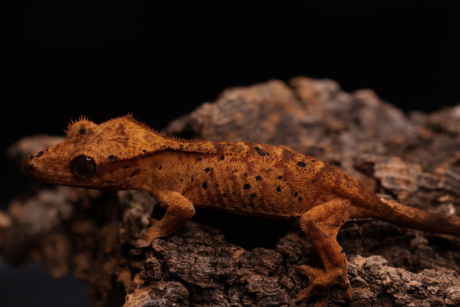 Yellow Dalmatian Crested Gecko by The Derpy Gecko - MorphMarket