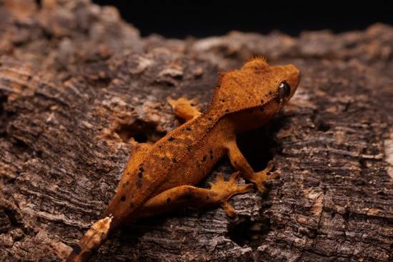 Yellow Dalmatian Crested Gecko by The Derpy Gecko