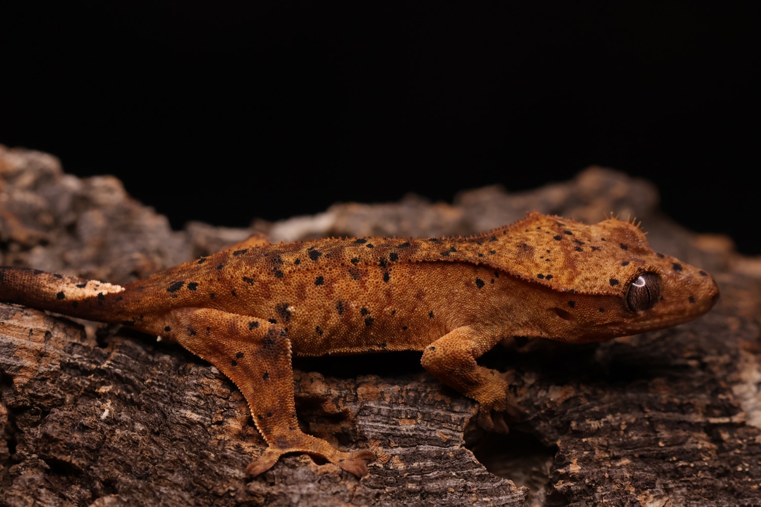 Yellow Dalmatian Crested Gecko by The Derpy Gecko - MorphMarket