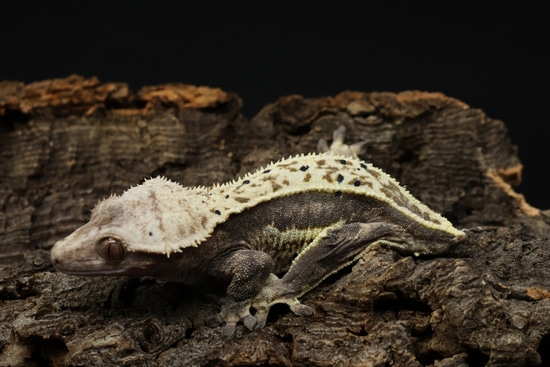 Hypo Female Crested Gecko by The Derpy Gecko