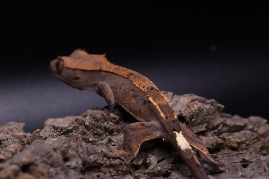 4 Pack ( 1 Cap + 3 Normals) Set 2 Crested Gecko by The Derpy Gecko