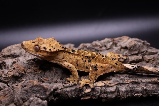 Yellow Super Dalmatian Crested Gecko by The Derpy Gecko
