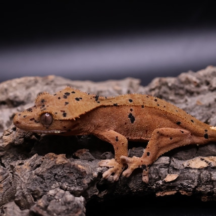 The Derpy Gecko - MorphMarket