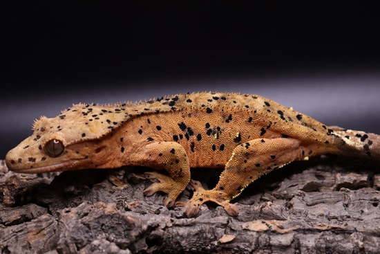RTB Yellow Super Dalmatian Crested Gecko by The Derpy Gecko
