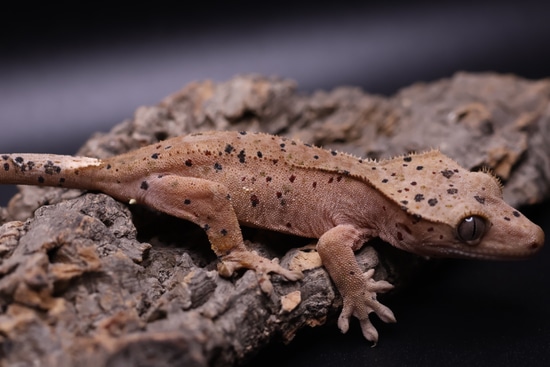 Red Spot Dalmatian Crested Gecko by The Derpy Gecko
