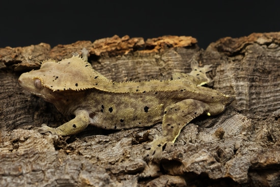 Dark Dalmatian Crested Gecko by The Derpy Gecko