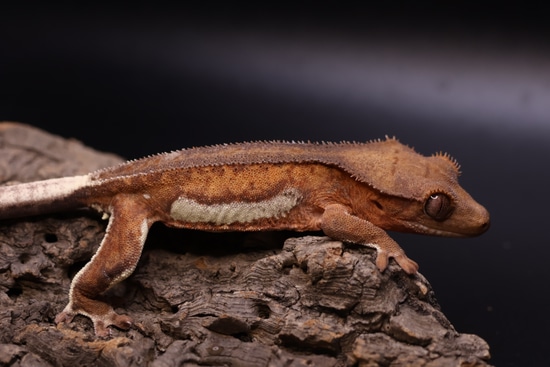 Yellow Phantom Frappuccino Crested Gecko by The Derpy Gecko