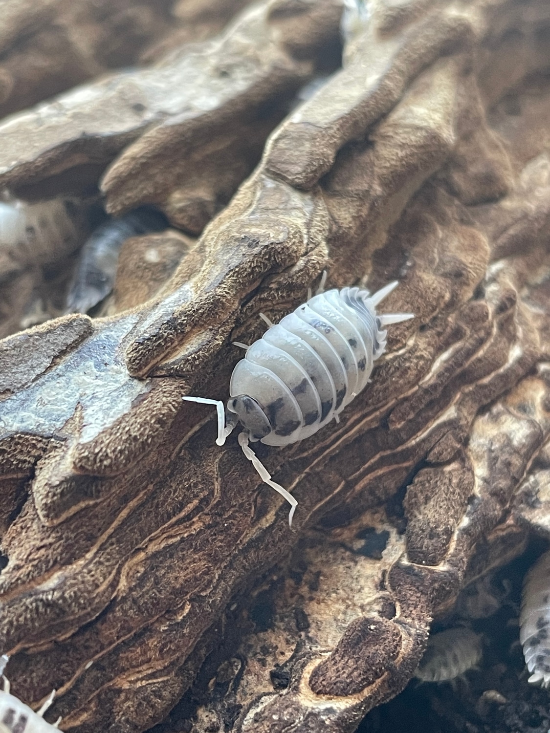 Porcellio Laevis “Dairy Cow” 20ct Isopod by Deck of Many Scales ...