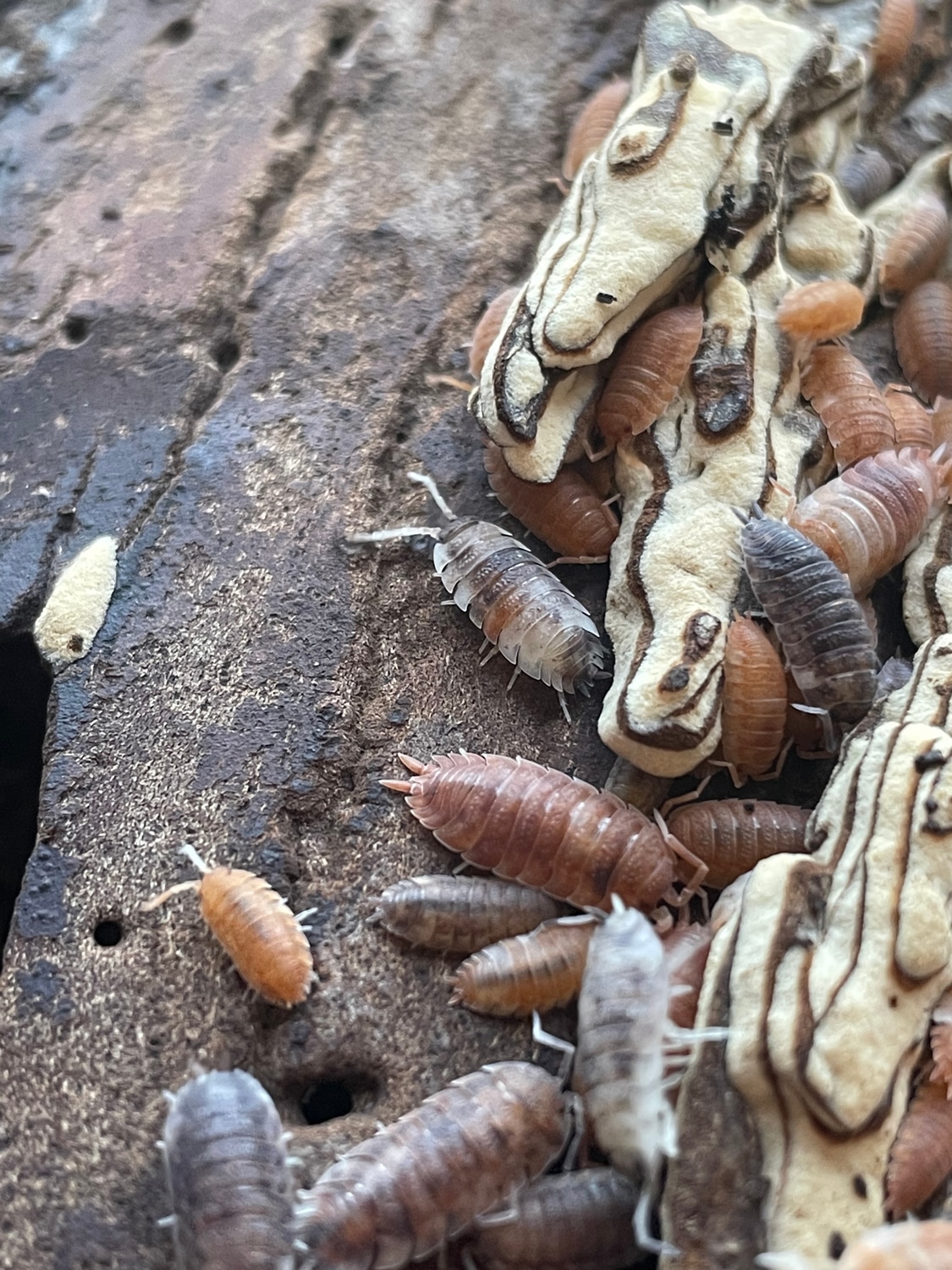 Porcellio Scaber “Koi” 20 Ct. Isopod by Deck of Many Scales - MorphMarket