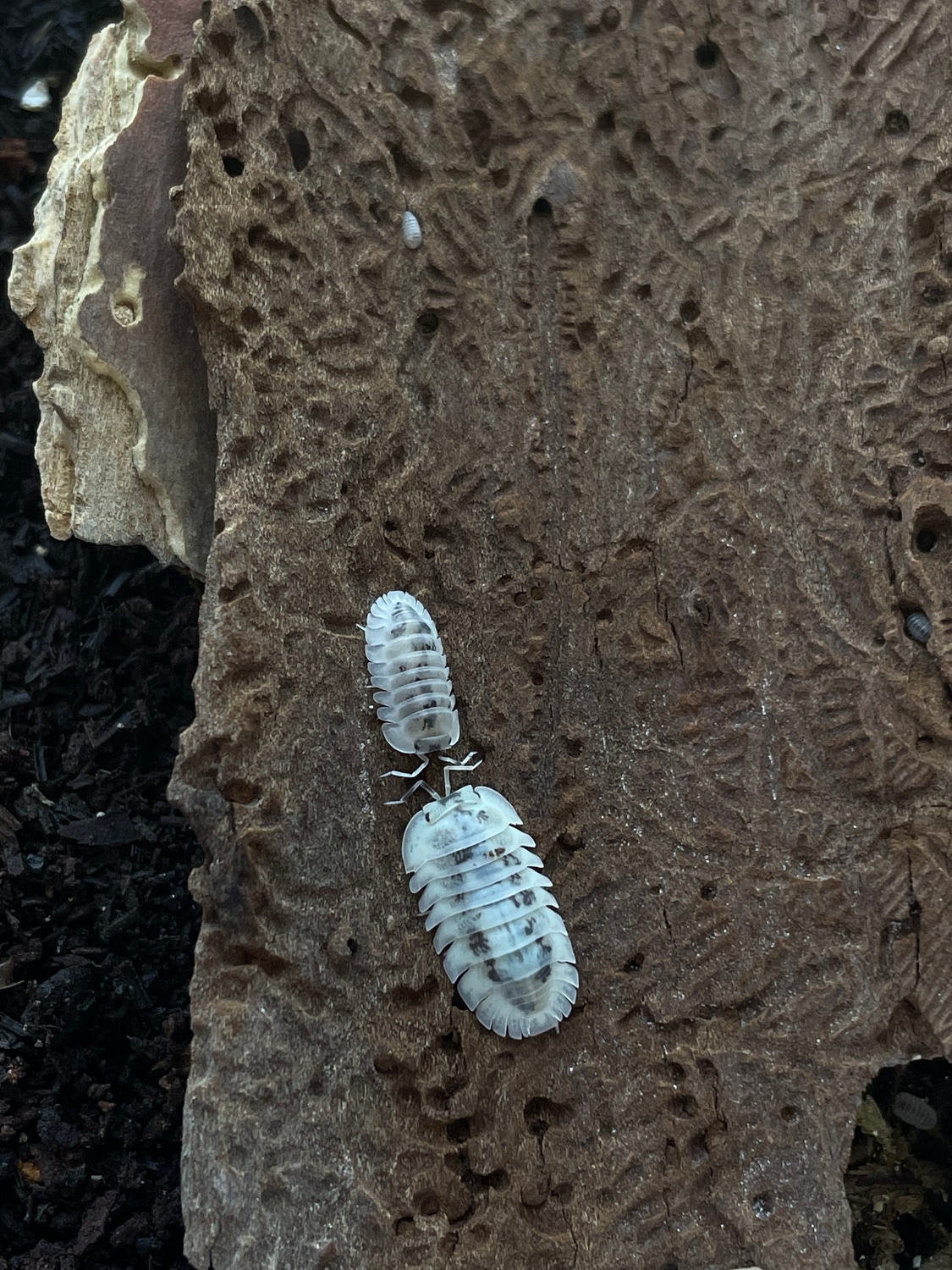 Cubaris Sp. “Shiro Utsuri” 11 Ct Isopod by Deck of Many Scales ...