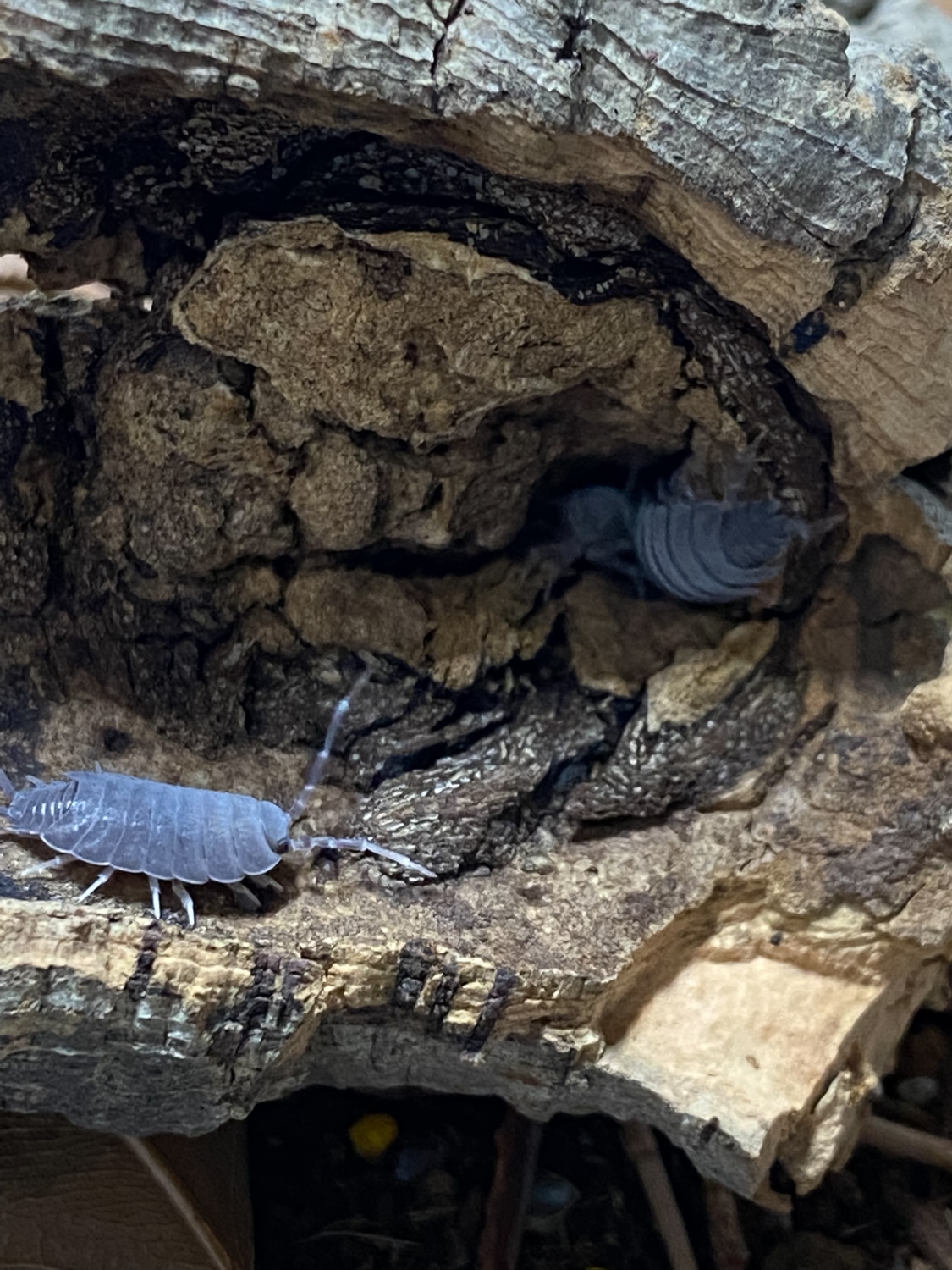 Porcellionides Pruinosus “Powder Blue”, 10ct Isopod by The Great ...