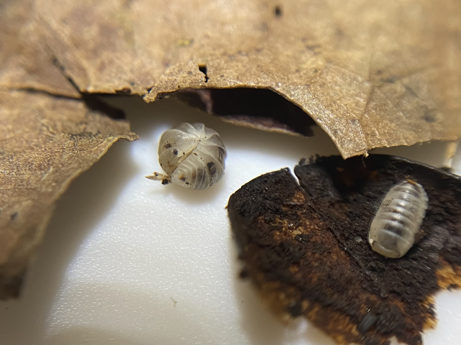 Venezillo Parvus "Dalmatian", 20 Count Isopod by The Great Invertebrate ...