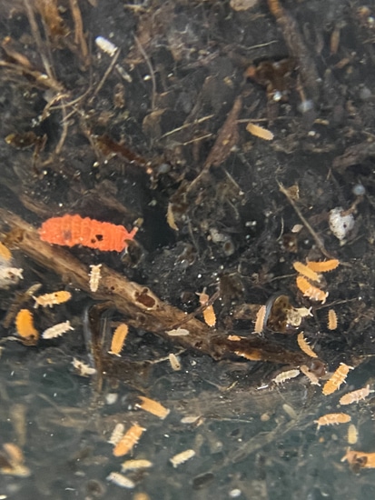 Protonura Sp. "Orange Springtails Isopod by The Great Invertebrate