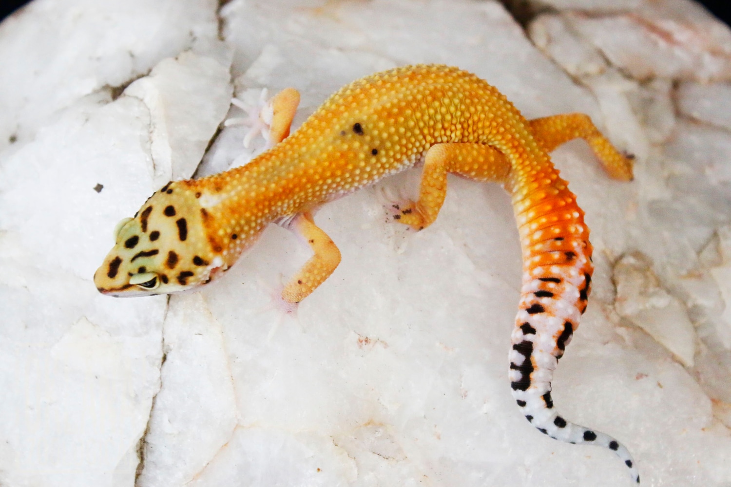 Emerine Het Tremper, Eclipse -- Juvenile Prob Female Leopard Gecko by ...