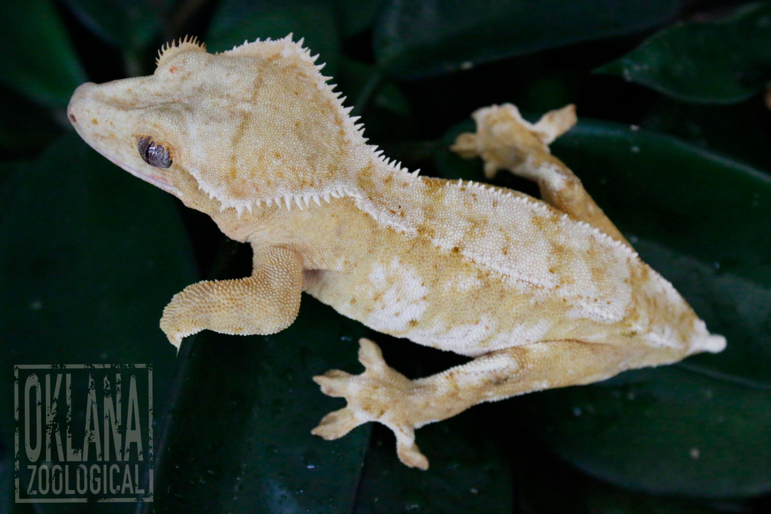 Yam -- RTB Adult Female Crested Gecko by Oklana Zoological - MorphMarket