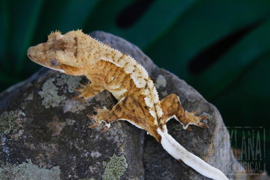 Neon Goo - Juvenile Female Crested Gecko by Oklana Zoological
