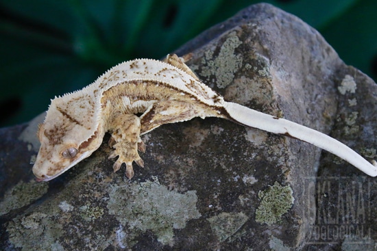 Midwest Blessed 2: Back In The Habit - Juvenile Male Crested Gecko by ...