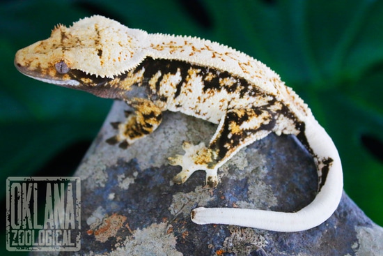 Lions, Tigers, And Beers - Juvenile Female Crested Gecko by Oklana ...