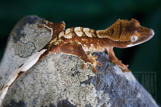 Stereo Hearts - Juvenile Male Crested Gecko by Oklana Zoological