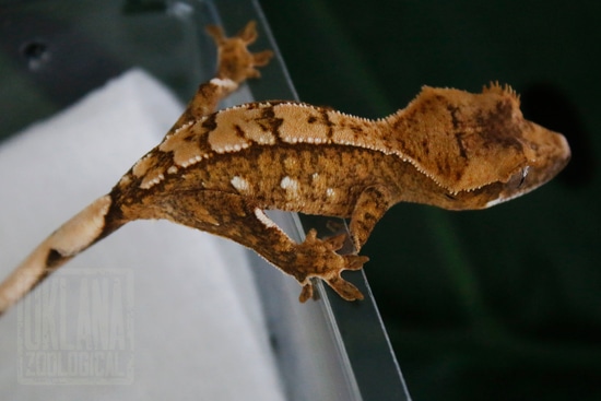 White Flag X Sugar Peachy - Promising Yellow Harlequin Crested Gecko by ...