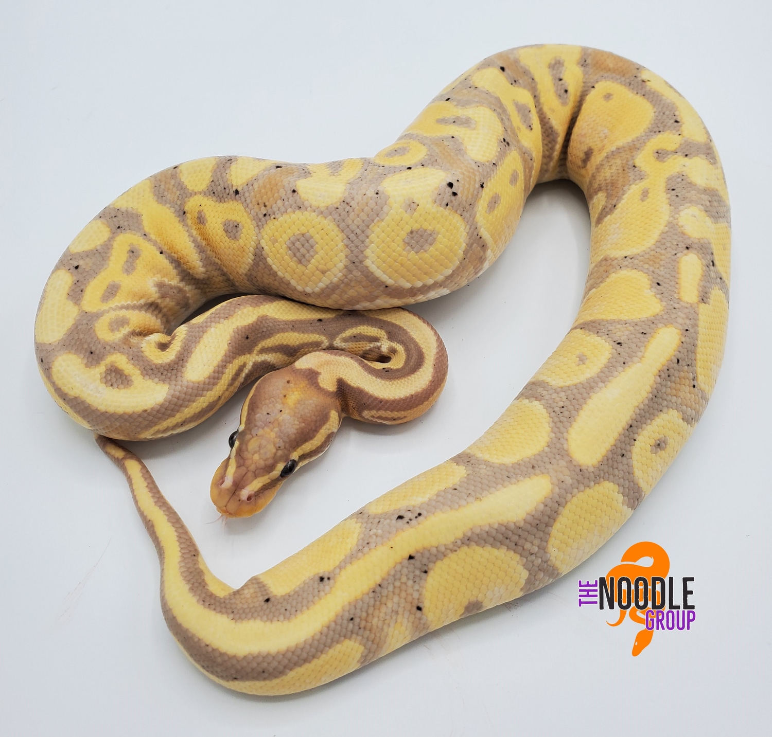 Free Shipping - Banana Het Pied (Timon) Ball Python by The Noodle Group ...