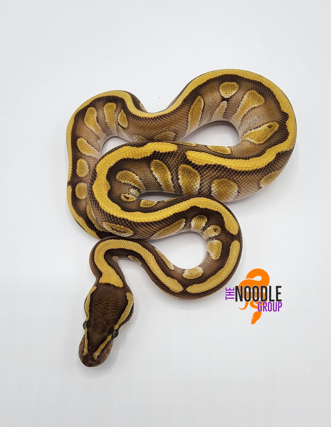 Free Shipping - Lesser Yellow Belly Blackhead Poss Th Desert Ghost ...