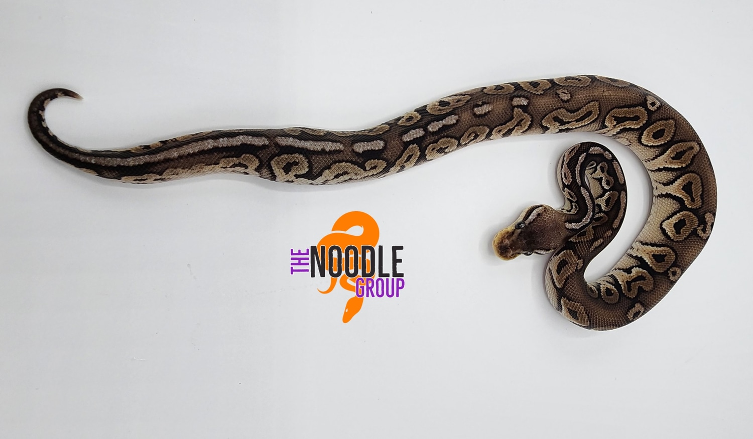 Free Shipping - Pewter Orange Dream Calico (45) Ball Python by The ...