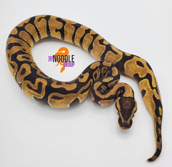 Enchi Het Clown (Caramel) Ball Python by The Noodle Group