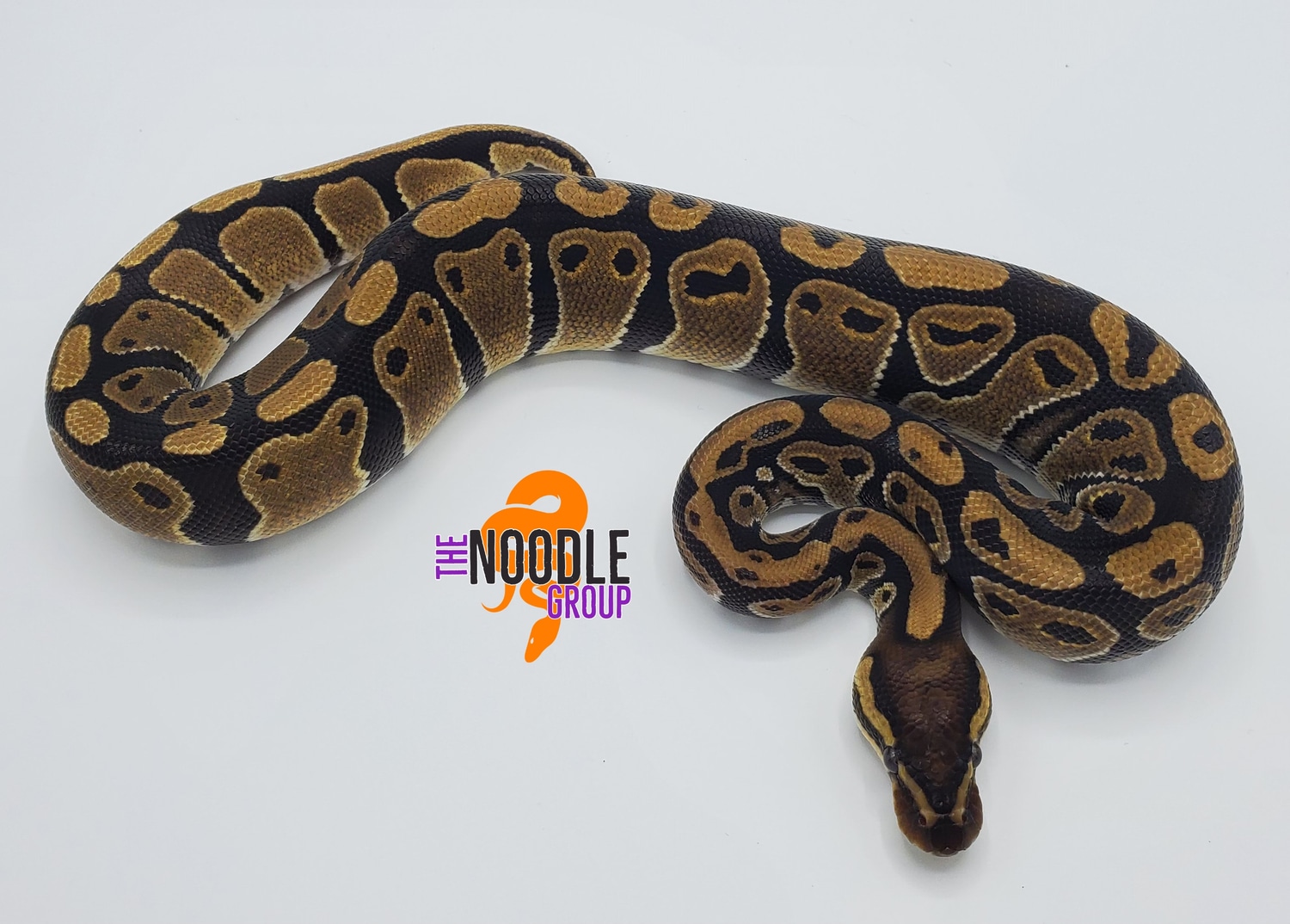 Yellowbelly Het Clown (Cinnamon) Ball Python by The Noodle Group - MorphMarket