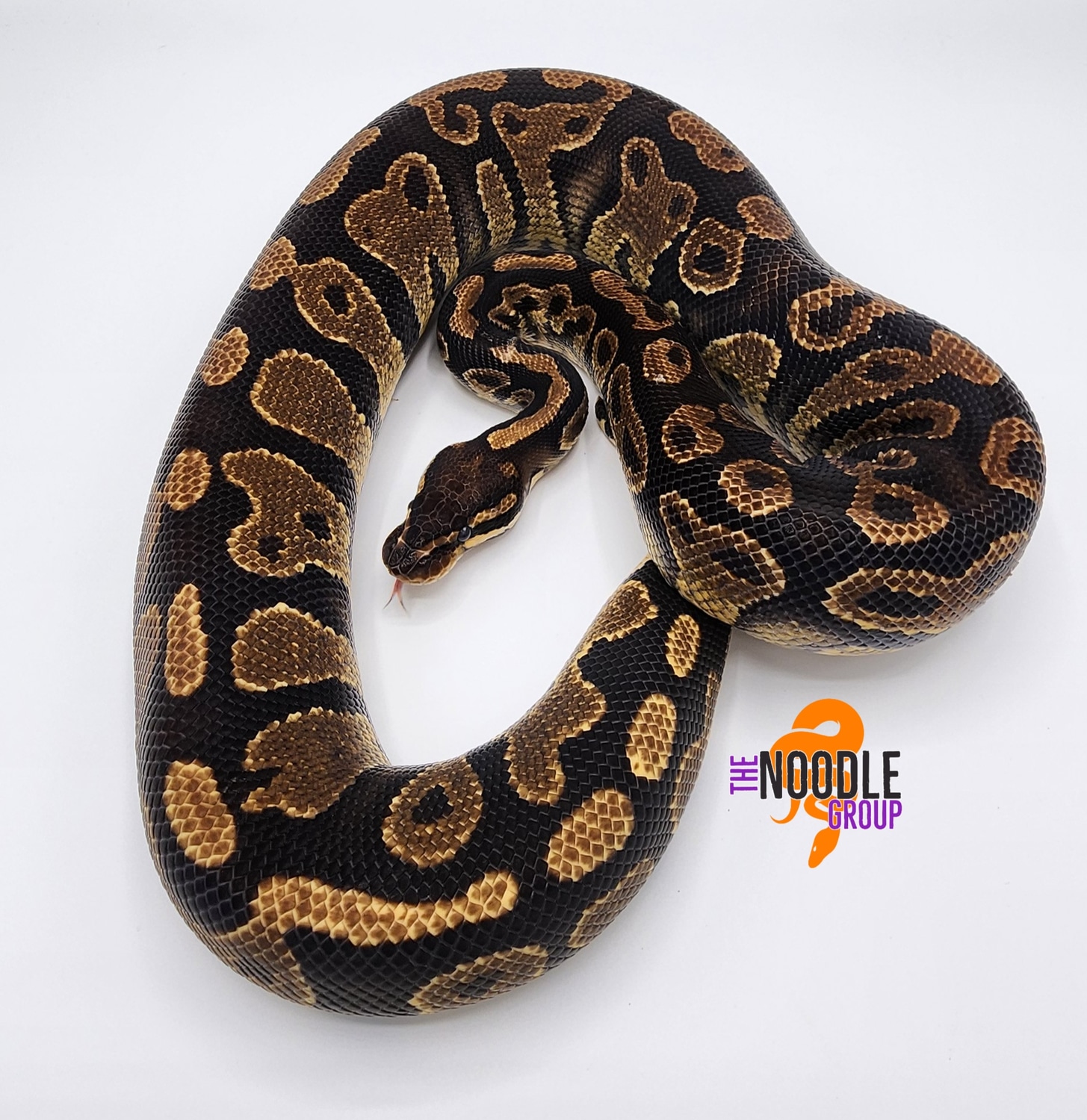Free Shipping - Dinker (Cleo) Ball Python by The Noodle Group - MorphMarket