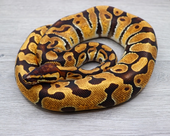 Enchi Fire Het Clown (Copper) Ball Python by The Noodle Group