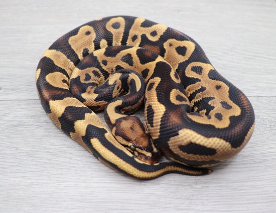 Leopard Flame Het Orange Ghost (22_1_1) Ball Python by The Noodle Group