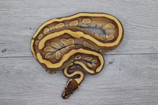 Lesser Yellow Belly Blackhead Poss Triple Het Desert Ghost Clown Ghost ...