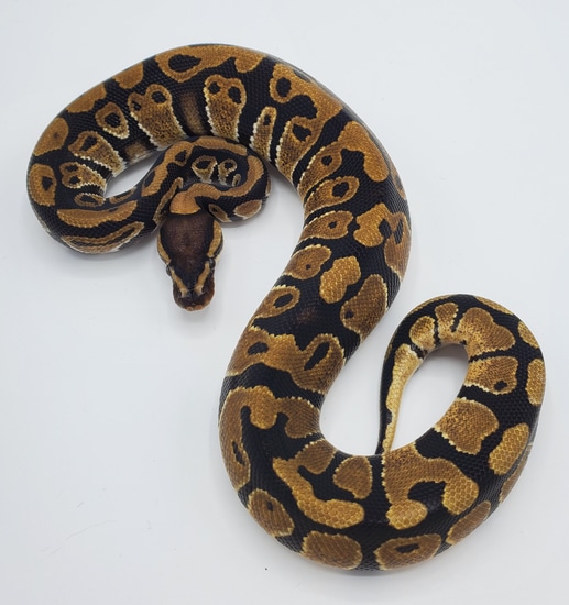 Het Desert Ghost (Sarabi) Ball Python by The Noodle Group