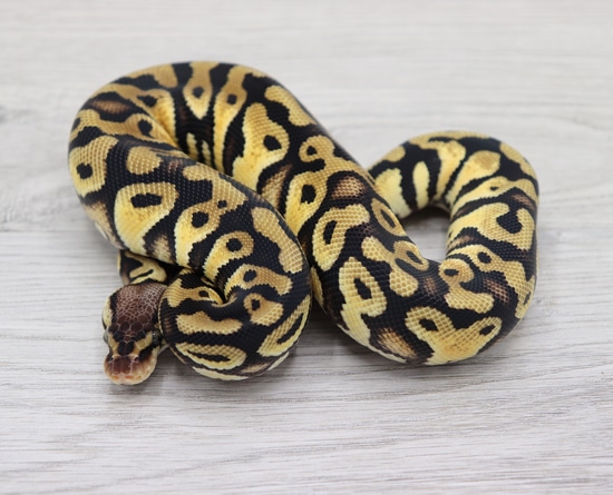 Pastel Gravel Het DG (2023-5-3f) Ball Python by The Noodle Group