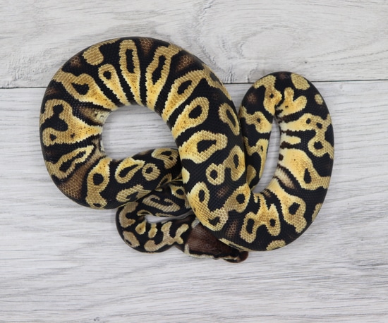 Pastel Gravel Het DG (2023-5-4m) Ball Python by The Noodle Group