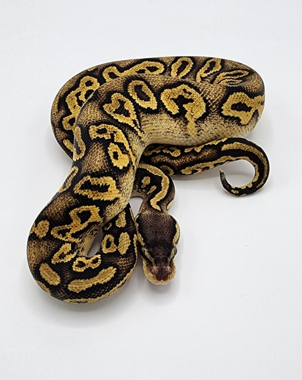 Pastel Phantom Yellow Belly (Vitani) Ball Python by The Noodle Group