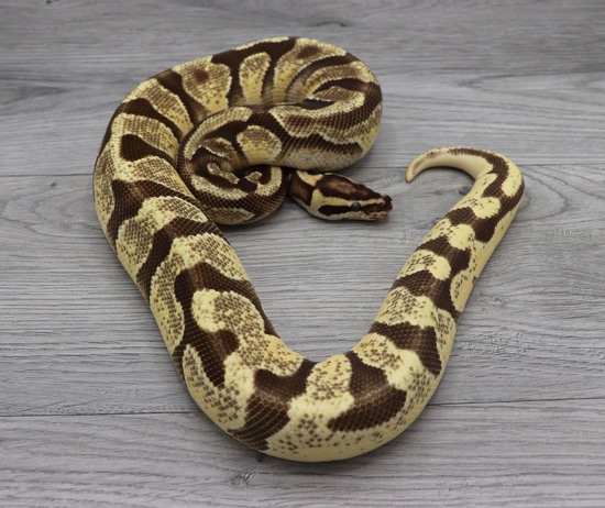 Orange Dream Vanilla Enchi Yellow Belly (Scar) Ball Python by The Noodle Group